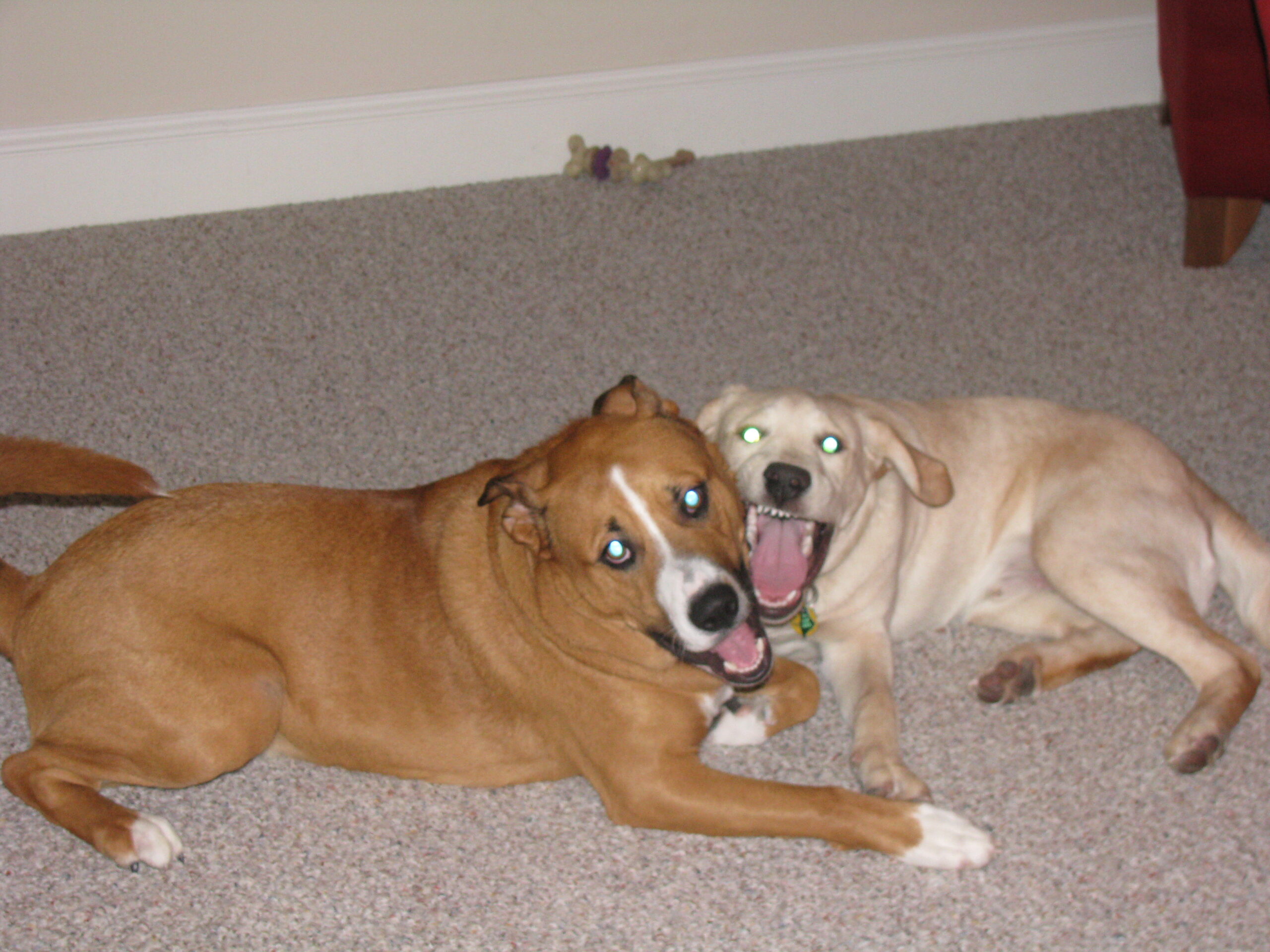 Boxer Golden Retriever Mix Dog