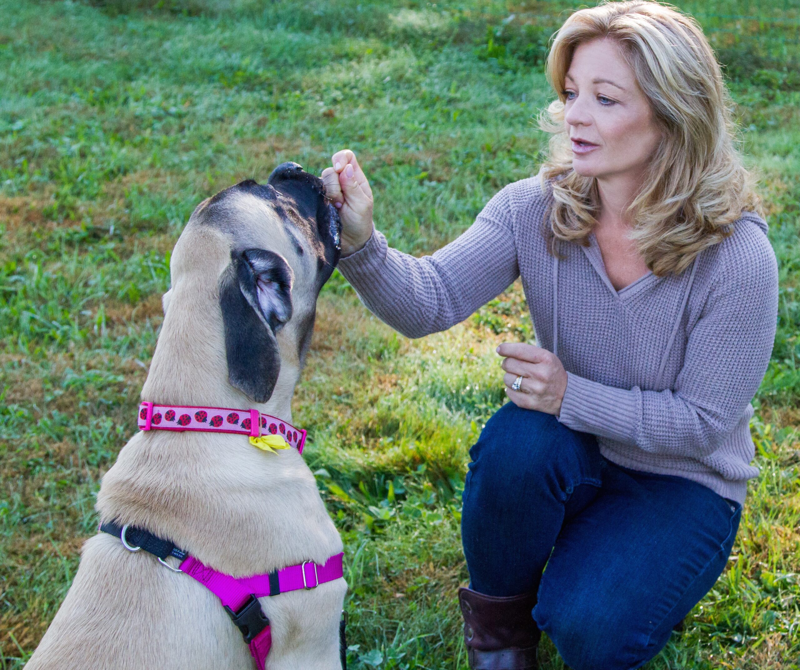 3 Tips to Changing your Dogs Habit - Canine Behavior Counseling