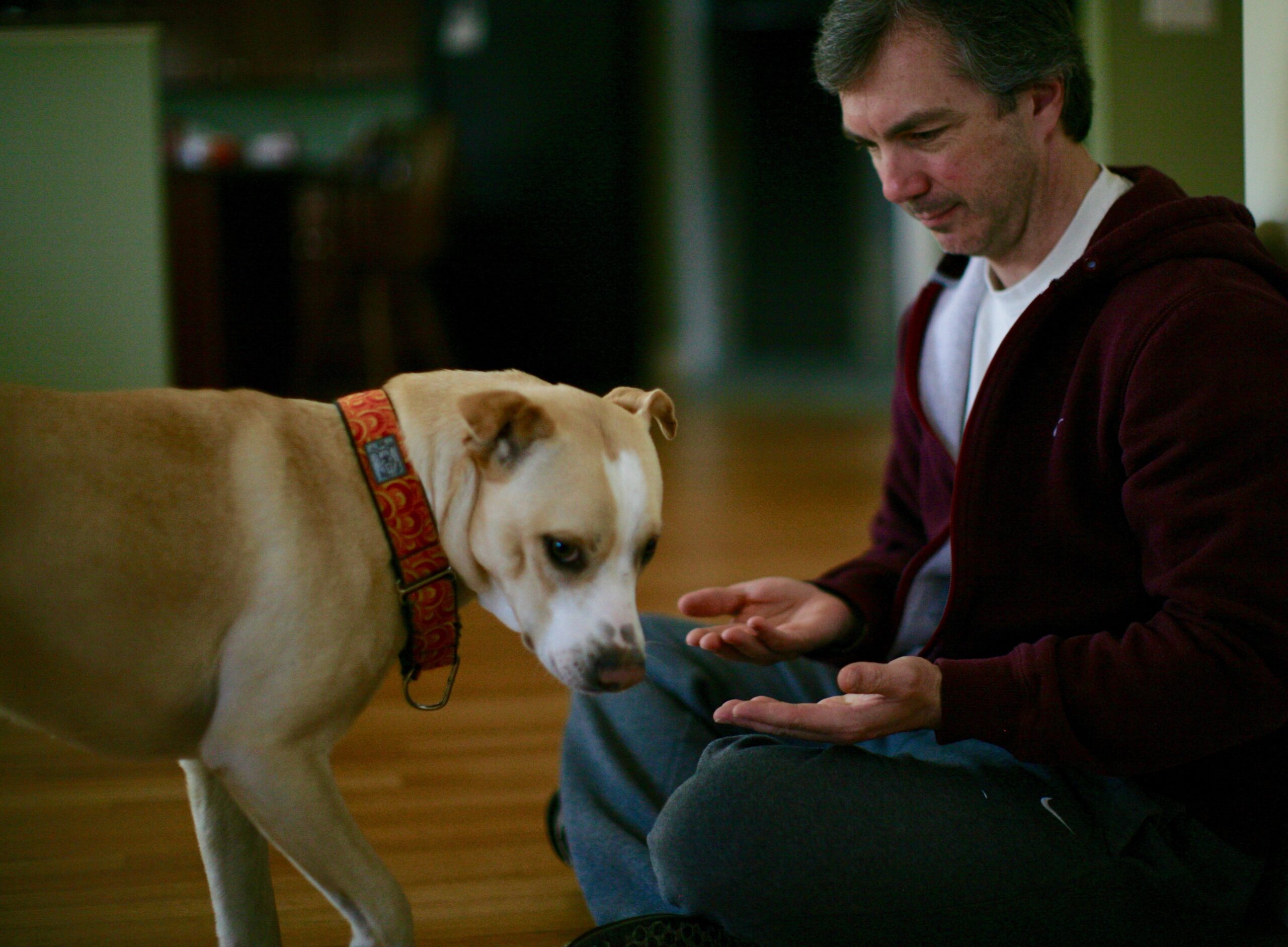 Not all Dogs Want to be Social - Canine Behavior Counseling