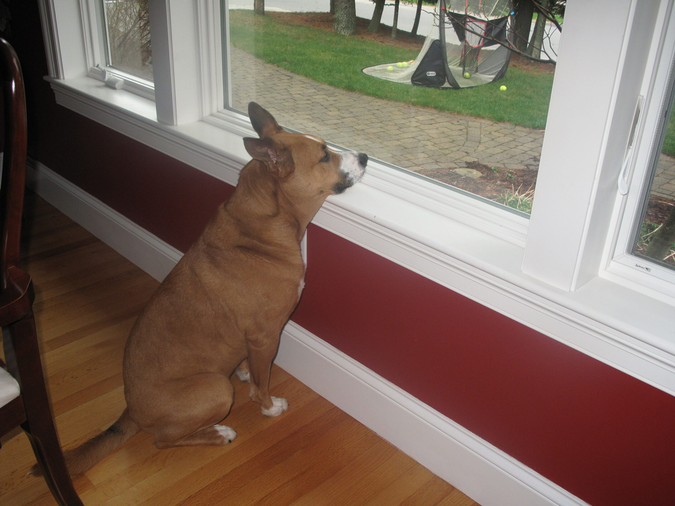 Is your dog predisposed to separation anxiety? - Canine Behavior Counseling