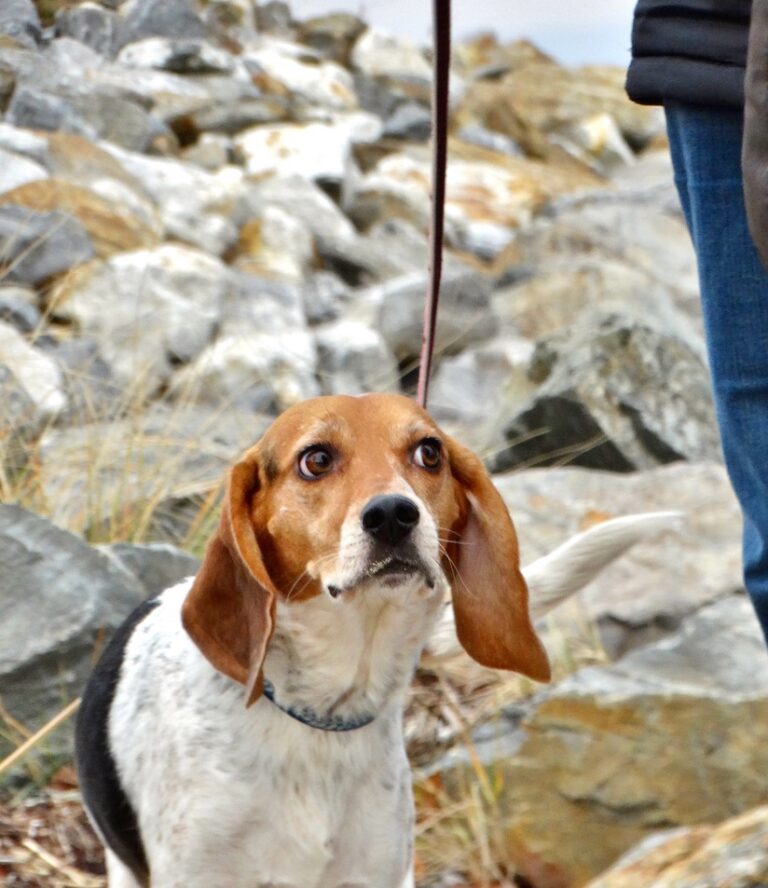 Understanding your dog's Sociability - Canine Behavior Counseling