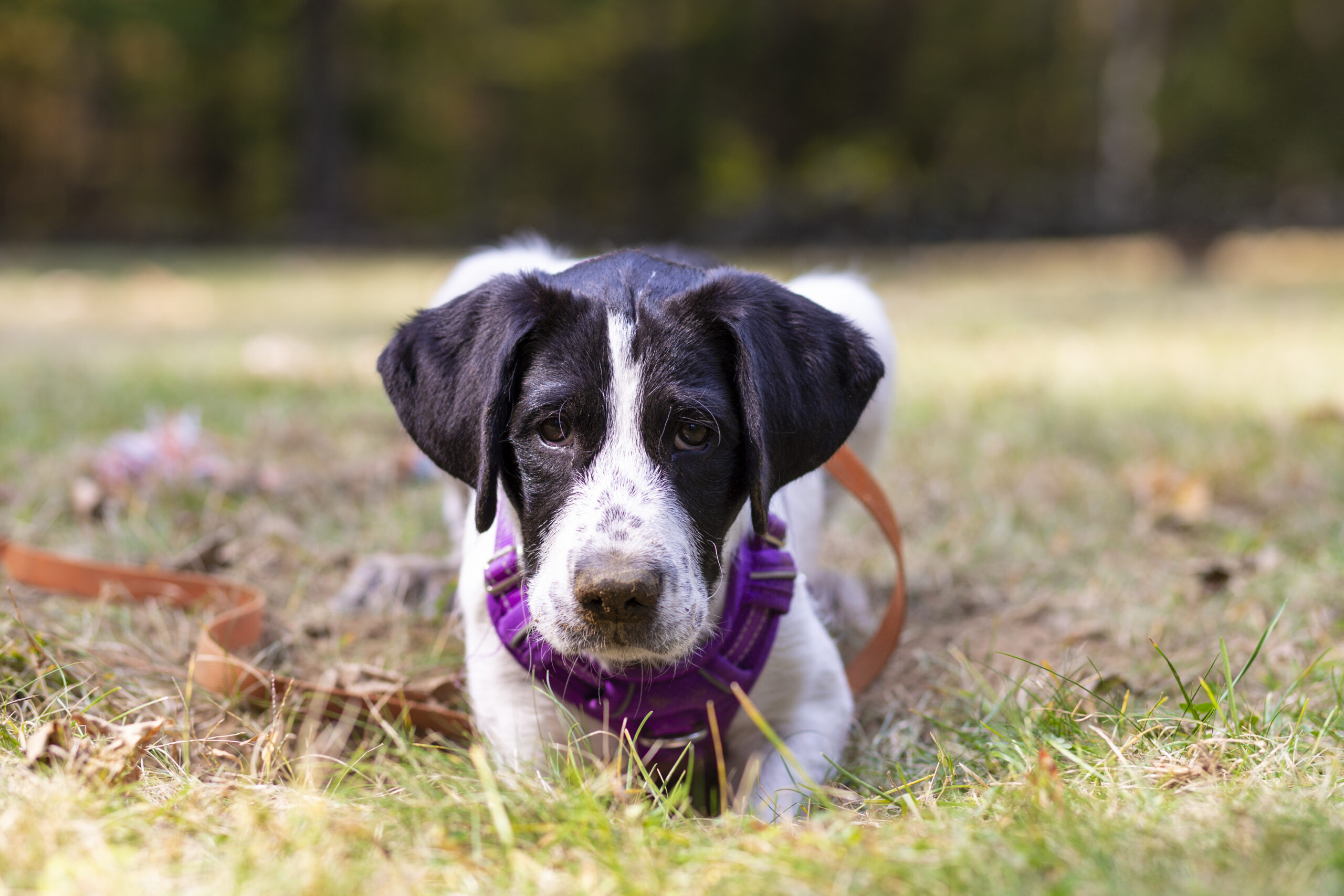 Is my puppy playing or guarding? - Canine Behavior Counseling