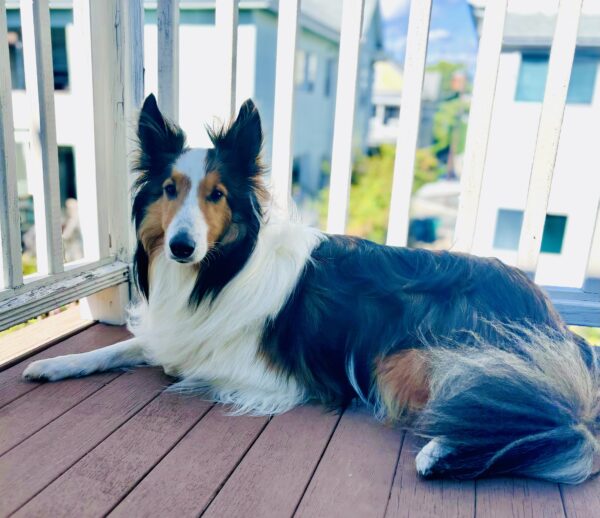 Tips for Overwhelmed reactive dog Owners - Canine Behavior Counseling